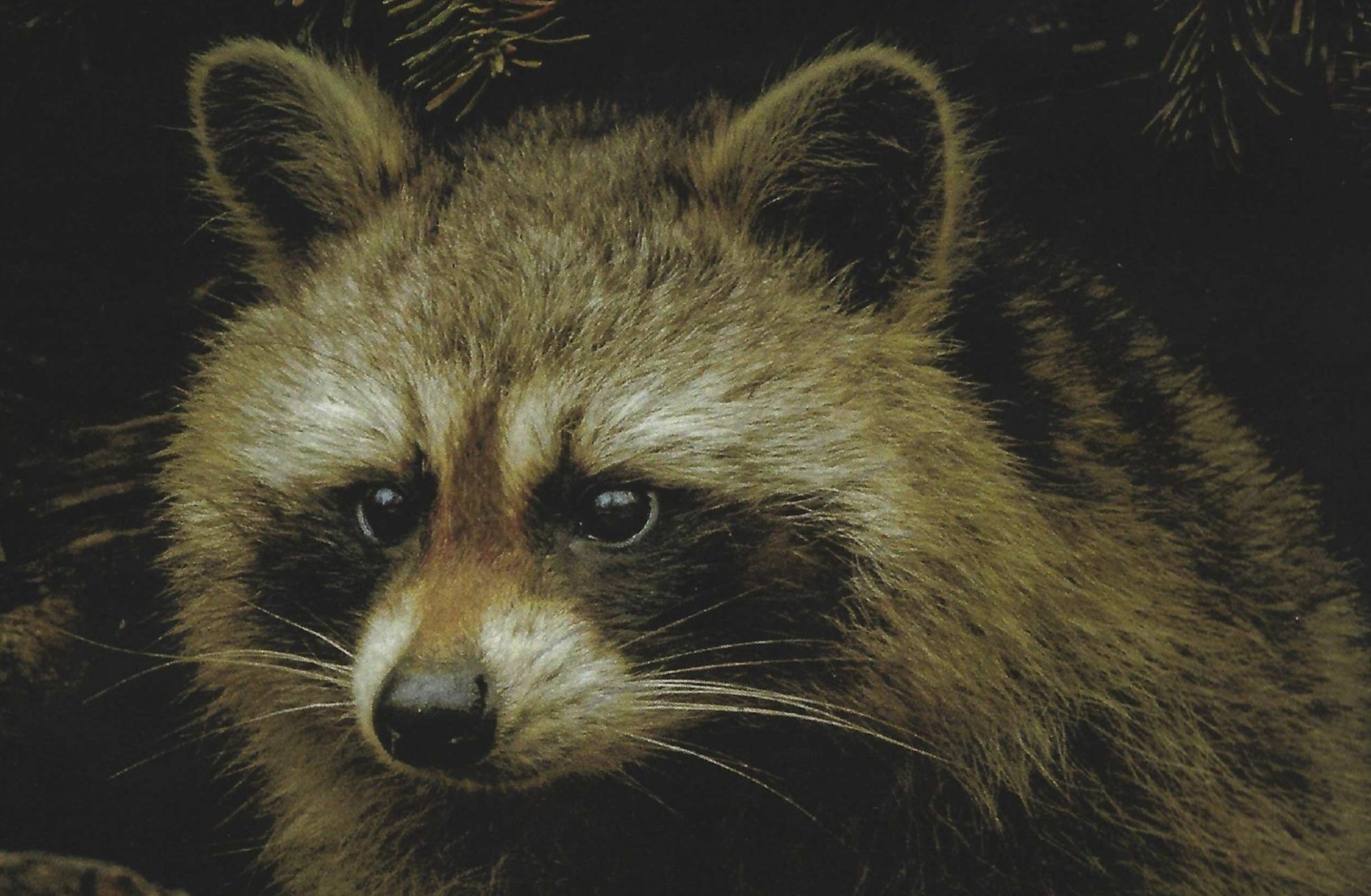 Living with Racoons - Friends of Madrona Marsh